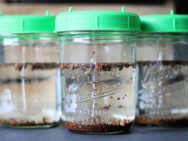 Broccoli Sprouting | How To Grow Broccoli Sprouts At Home