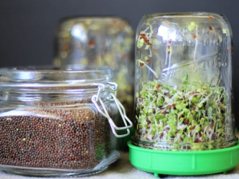 Broccoli Sprouting | How To Grow Broccoli Sprouts At Home