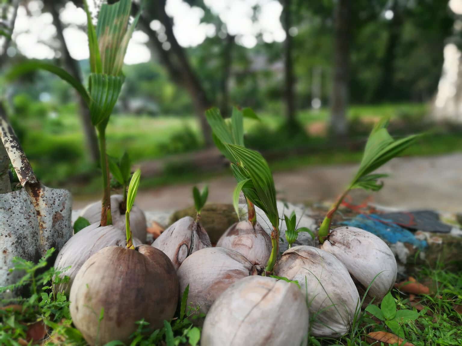 What Is Sprouted Coconut? - The Coconut Mama