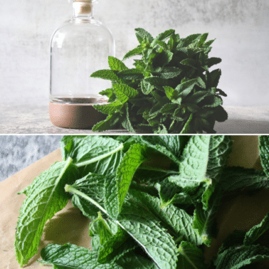 DIY Mint Extract - The Coconut Mama