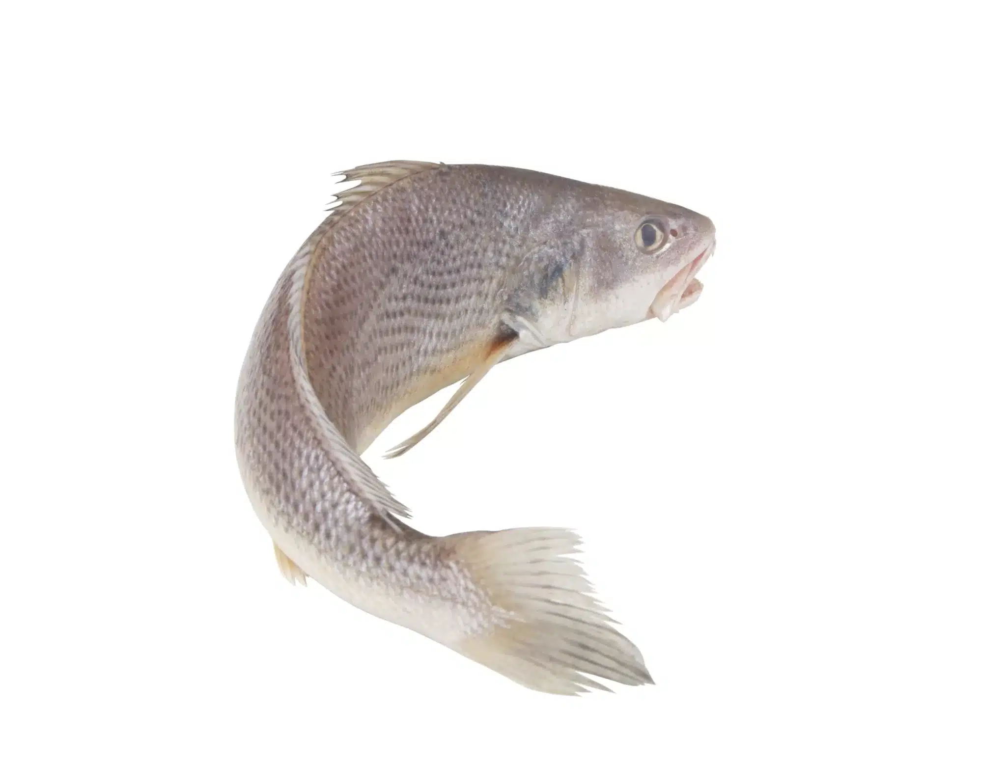 100 Foods That Start With J - The Coconut Mama