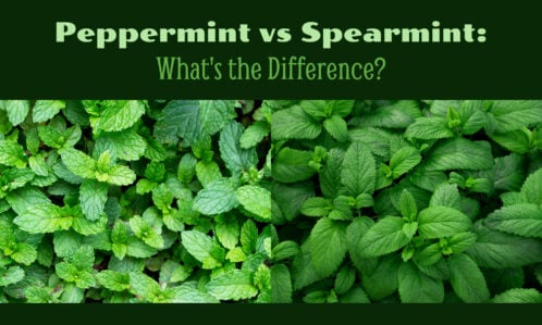 Peppermint vs Spearmint: What's the Difference? - The Coconut Mama