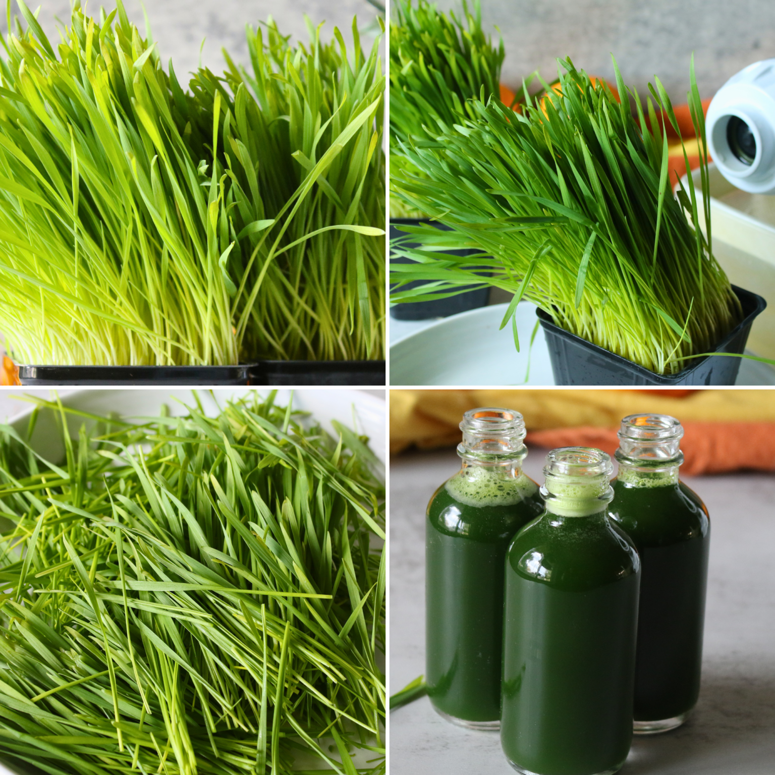 Wheatgrass Shot Recipe - The Coconut Mama